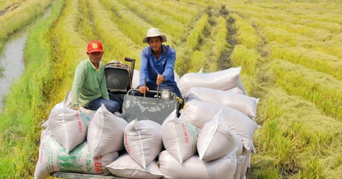 Giá lúa gạo hôm nay 30/3: Quay đầu giảm mạnh với các giống lúa