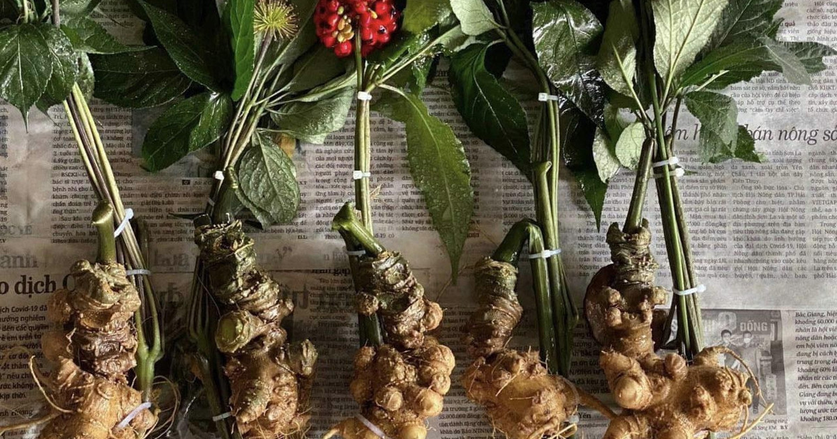 Mạo danh sâm Ngọc Linh, sâm Trung Quốc có tồn dư thuốc trừ sâu vượt ngưỡng