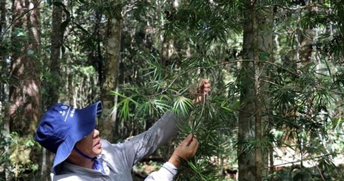 Khai thác du lịch từ rừng - nguồn tài chính bền vững còn bỏ ngỏ