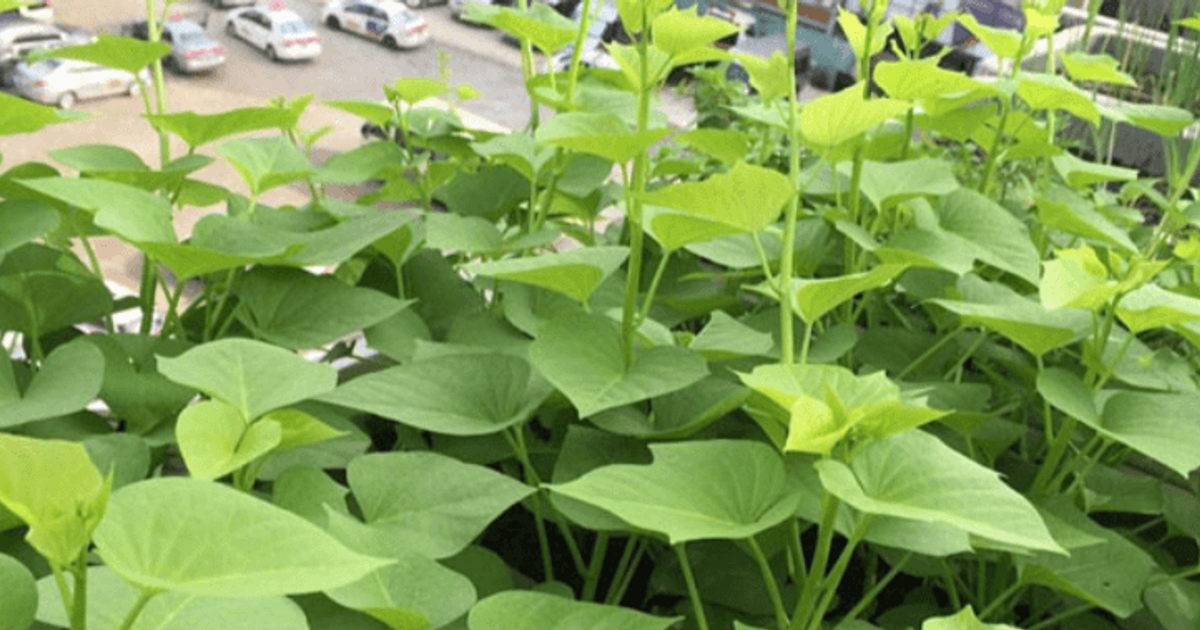 Loại rau dân dã ở Việt Nam chứa chất ngừa ung thư