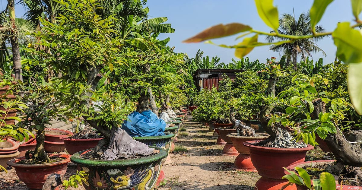 Mai Tết nở sớm, chủ vườn thấp thỏm hạ giá thuê