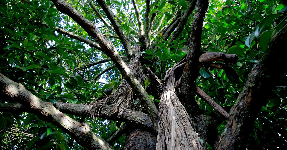 Chiêm ngưỡng ‘cụ’ măng cụt gần 100 tuổi ở xứ Tiên