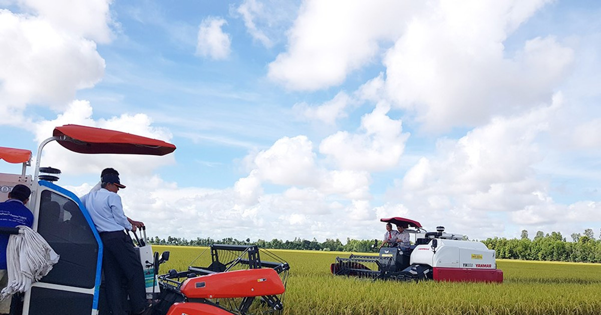 Tập đoàn Lộc Trời nợ hàng trăm tỷ đồng tiền mua lúa của nông dân
