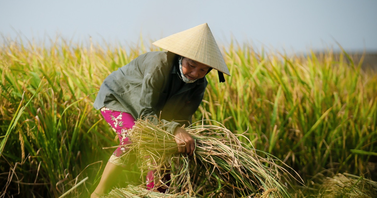 Với 1ha lúa giảm phát thải, nông dân Đắk Lắk thu thêm được 1,5 triệu đồng