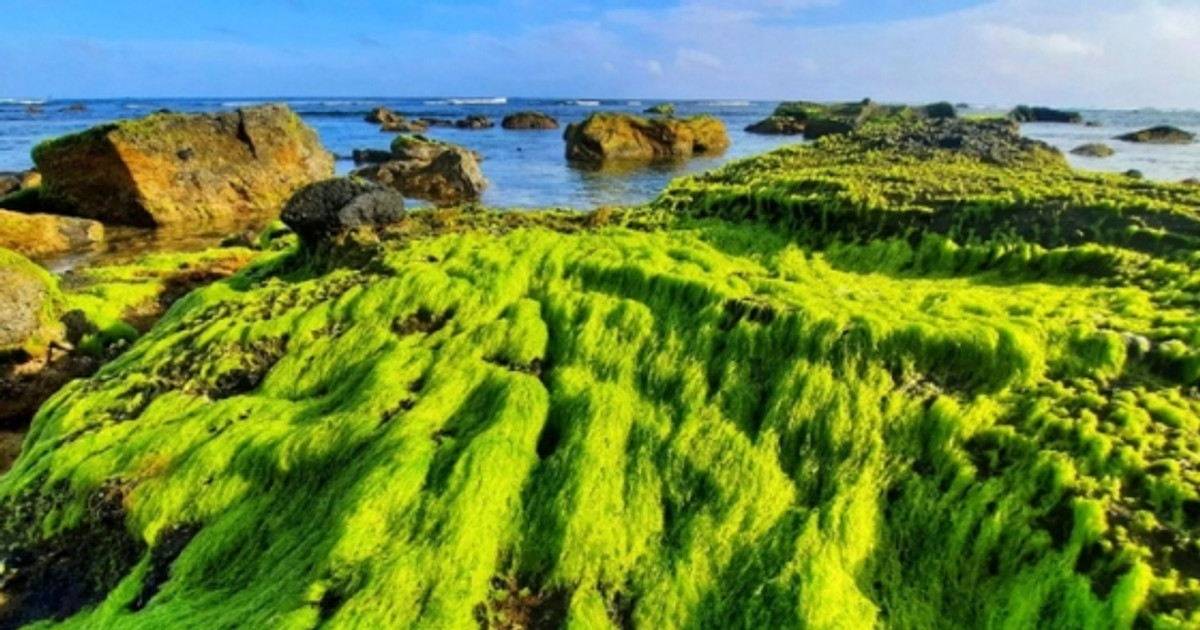 ‘Bãi biển rêu xanh’ tuyệt đẹp chỉ xuất hiện hai lần trong ngày, cách TP ...