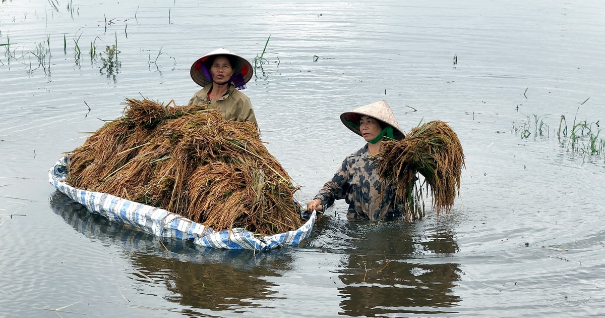 Người Hà Nội lội ruộng mót lúa ngâm nước sau bão Yagi