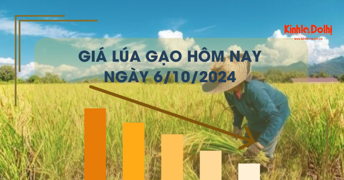 Giá lúa gạo hôm nay 6/10: giá gạo tăng nhẹ