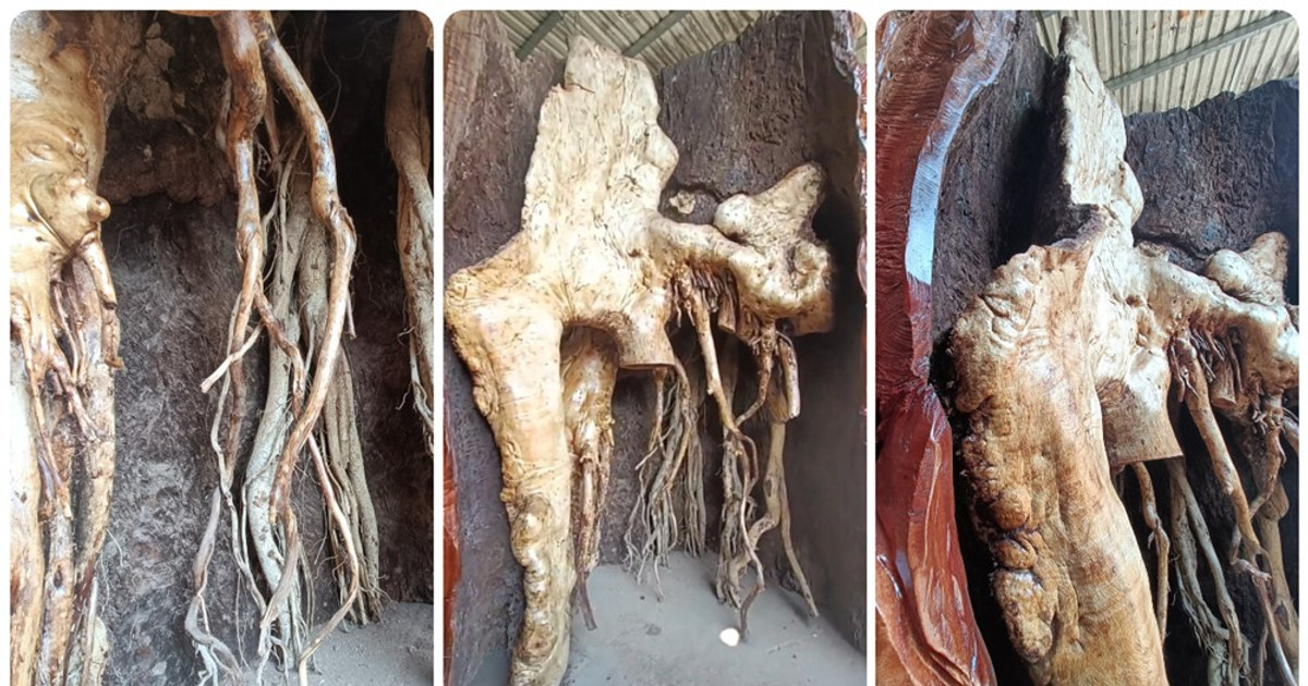 Điêu khắc rồng quanh khúc gỗ xà cừ nguyên khối thành tác phẩm độc bản ...