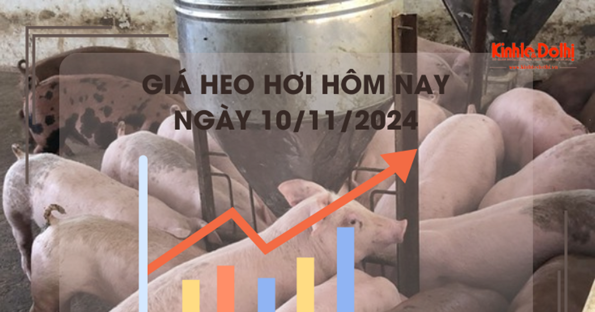 Giá heo hơi hôm nay 10/11: miền Bắc giao dịch cao nhất cả nước 64.000 ...