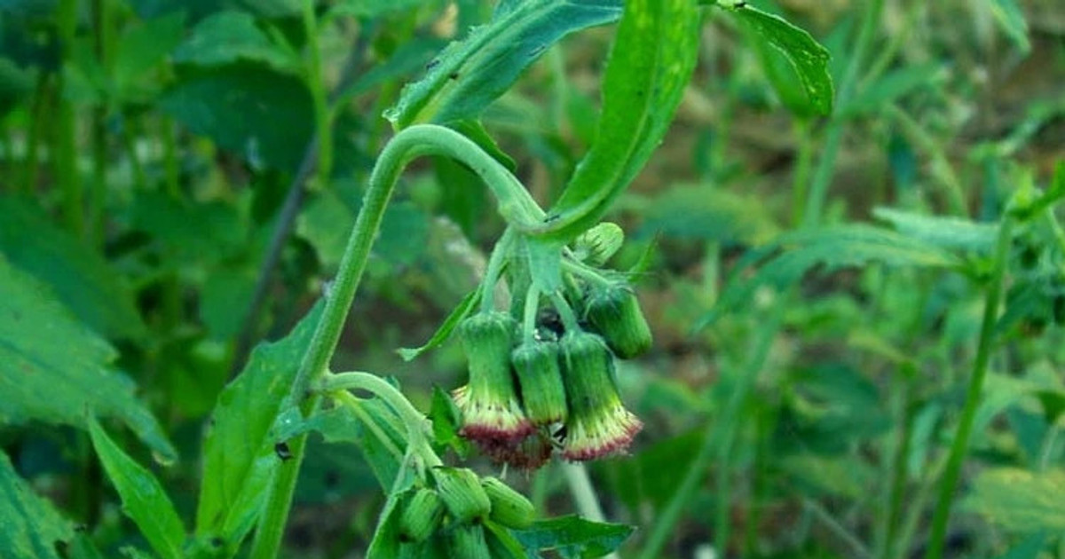 Top 4 cây thuốc có tên lạ lùng từ 'bổ béo' tới 'chút chít'