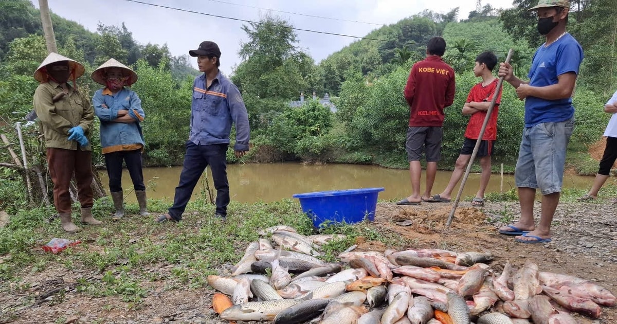 Xác minh việc cá chết hàng loạt nghi bị đầu độc thuốc trừ sâu