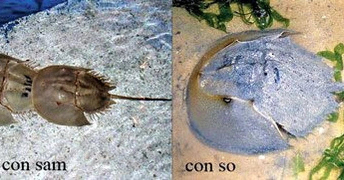 2 người nhập viện nghi ngộ độc sau khi ăn nhầm con giống sam biển