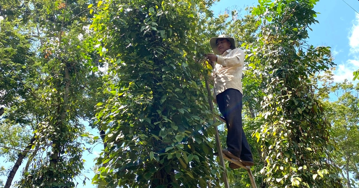 Giá tiêu hôm nay 17/12: giá tiêu đen Indonesia và Brazil đồng loạt tăng
