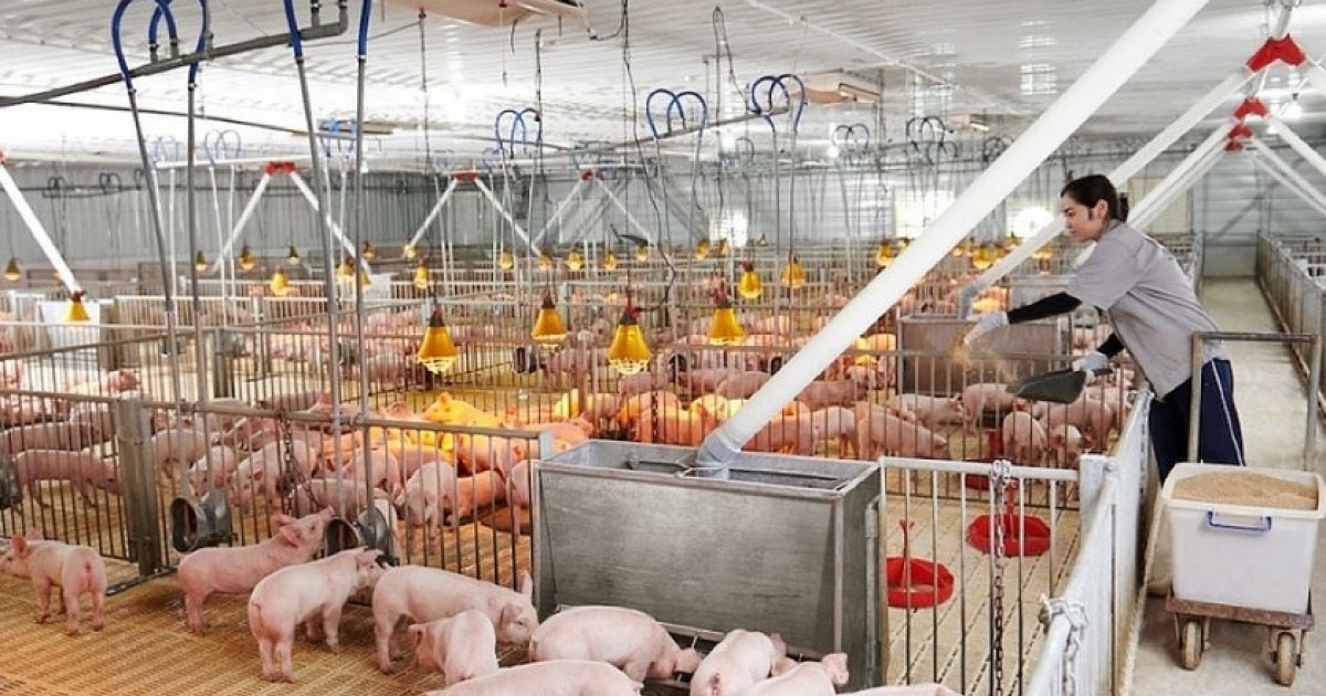 Thâu tóm liên tục 11 trang trại, BAF lên kế hoạch tăng gấp 10 lần sản ...