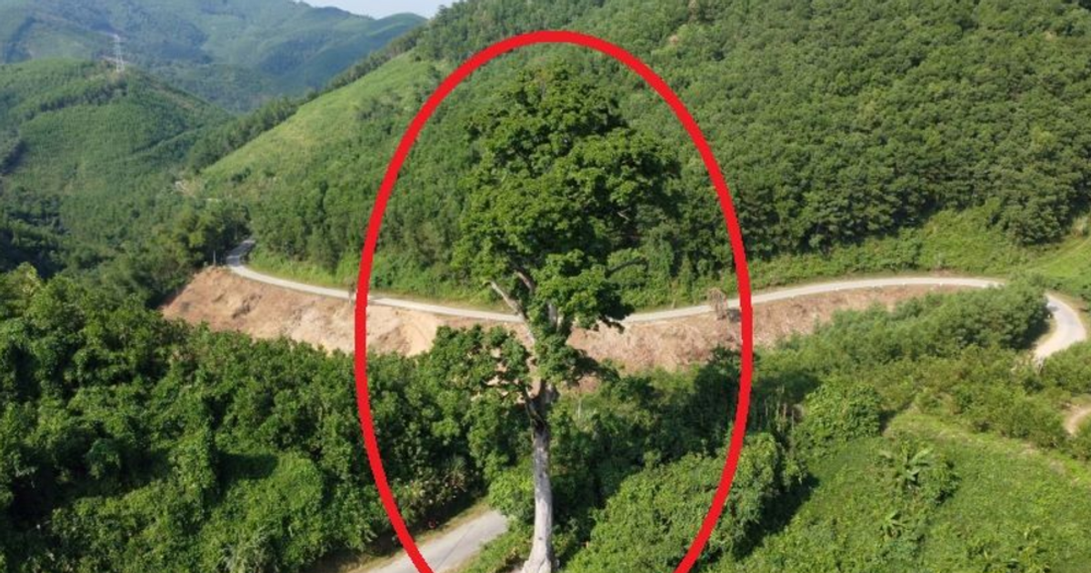 ‘Thần rừng’ nghìn năm tuổi còn sót lại ở Vườn quốc gia Bến En, cao 50m ...