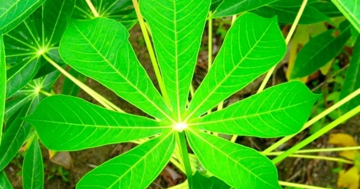 'Vựa lúa dưới lòng đất' của Việt Nam hái ra tiền: Philippines tích cực ...