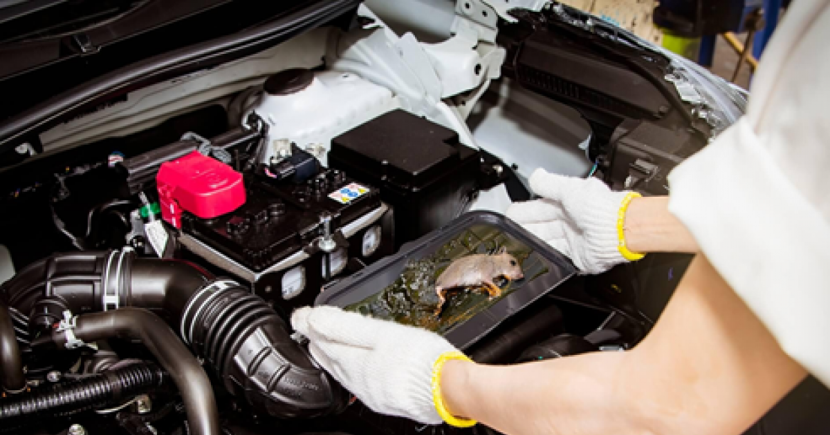 Mẹo cực hay chống chuột cắn phá ô tô, tài xế nào cũng nên biết