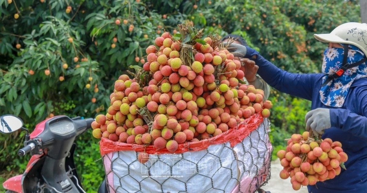 Đặc sản Thanh Hà 'ngủ đông' thêm 10 ngày, dồn sức cho vụ mùa bội thu 38 ...