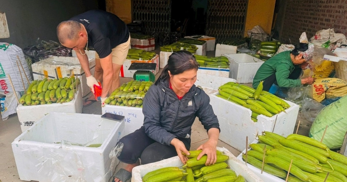 Nông dân Hải Dương ‘lên đời’ nhờ trồng quả nhiều công dụng, được treo ...
