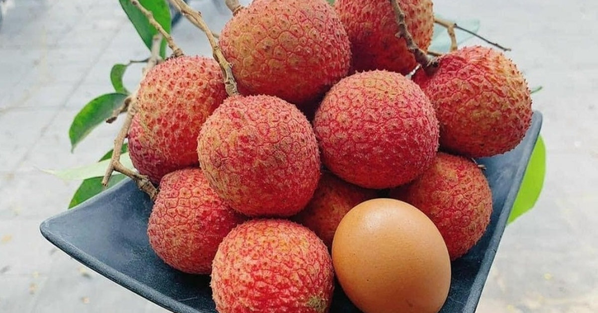Nông dân Hưng Yên tưng bừng thu hoạch loại quả đặc sản từ cây tổ 200 ...