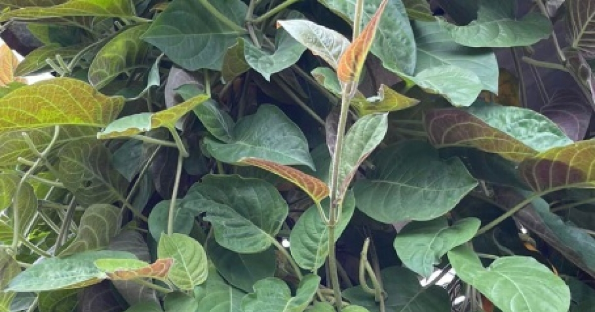 2 loại rau mọc dại ven rào, rẻ tiền nhưng là 'báu vật xanh' cho sức ...