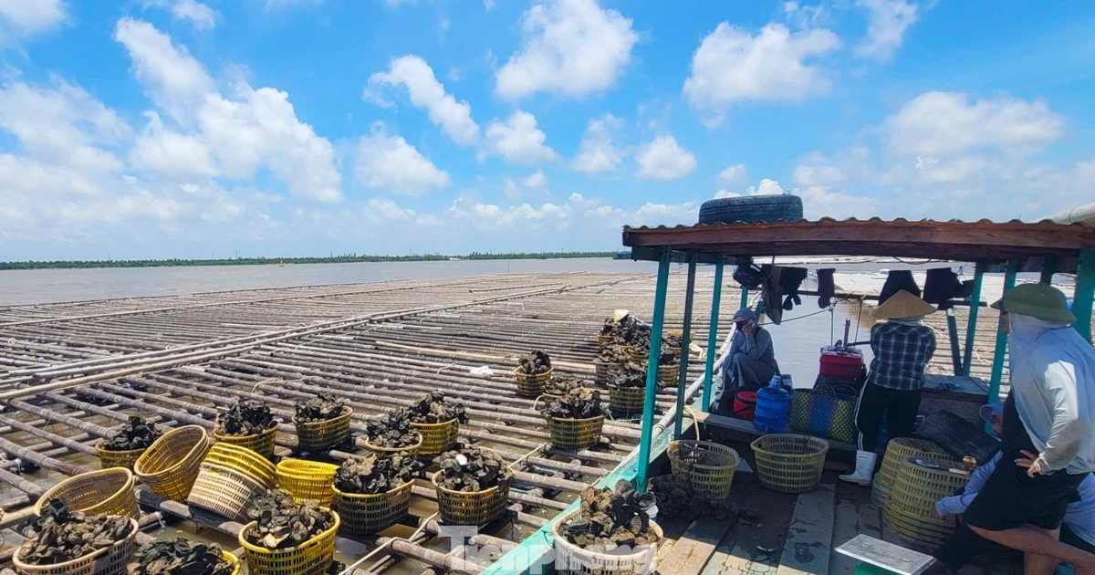 Thủ phủ hàu Vân Đồn điêu đứng, hàng Trung Quốc giá rẻ tràn lan