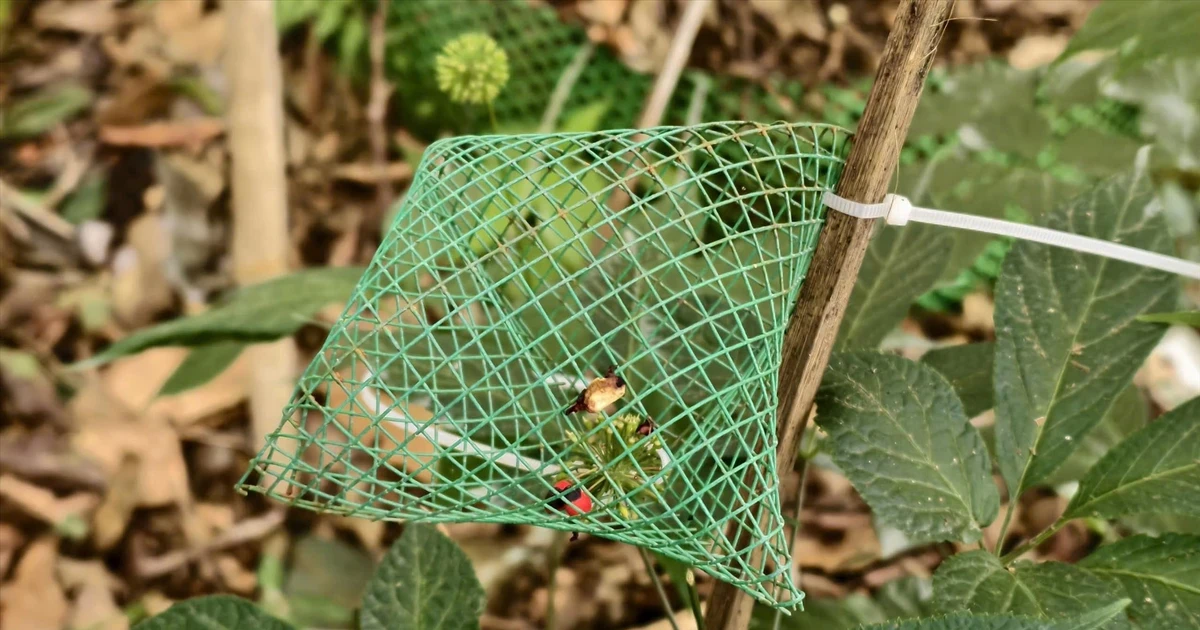 'Nhị diện mai phục' Quốc bảo sâm Ngọc Linh