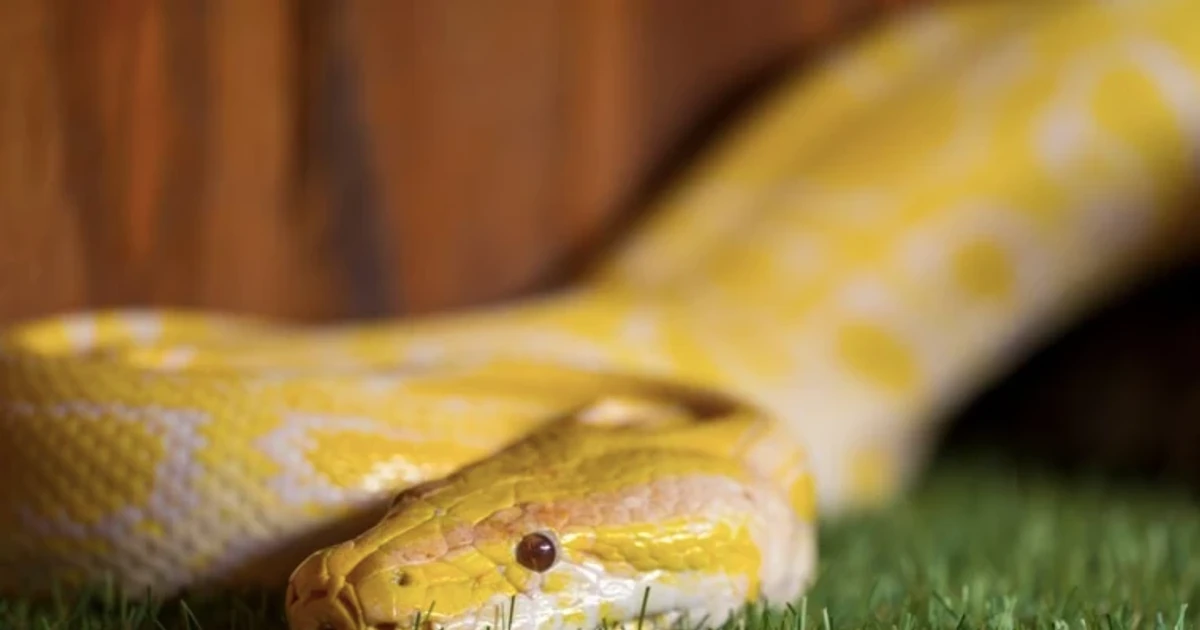 Phát hiện bất ngờ về nước tiểu của rắn