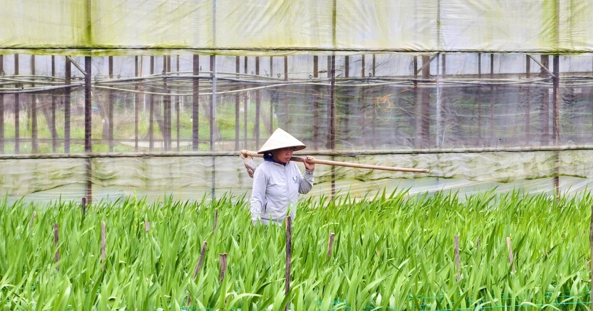 Mưa lạnh, gió mạnh, làng hoa lay ơn 'nín thở' chờ Tết