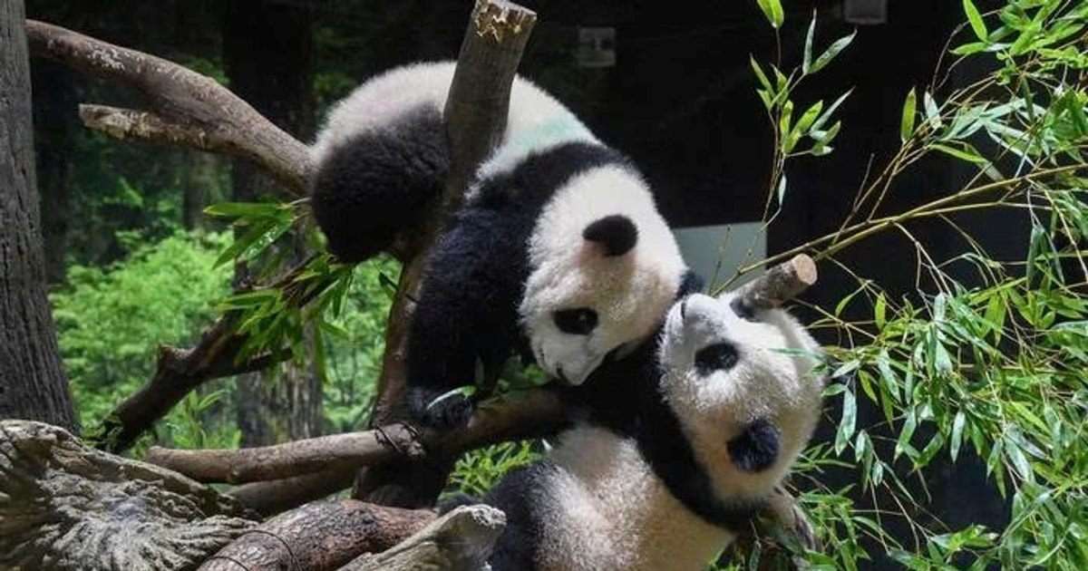 Nhật Bản lần đầu vắng bóng gấu trúc sau 53 năm, quan hệ Trung-Nhật chạm ...